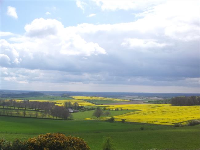 Martin Down Nature Reserve and Pentridge Hill Circular, Hants - Ramblers