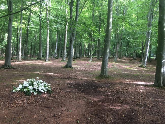 Walk through Binning Wood, to the beach and back, East Lothian - Ramblers