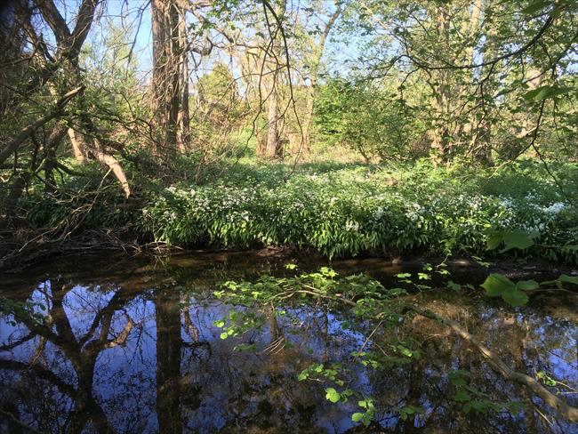 Solihull Station To Malvern Park & Brueton Nature Reserve - Ramblers