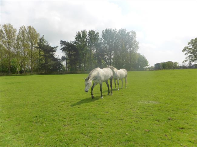 Stoke Albany, Northamptonshire - Ramblers